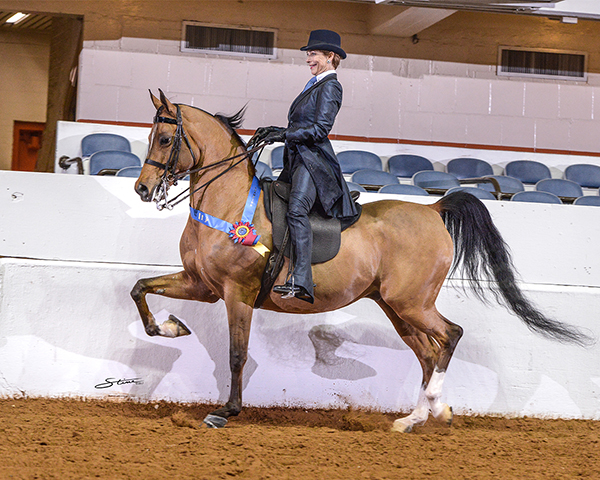 The Arabian Saddle Company - Hand Crafted, High Quality Saddles